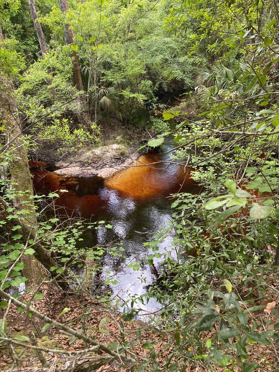 North Florida Land Trust and partners have preserved more than 385 ...