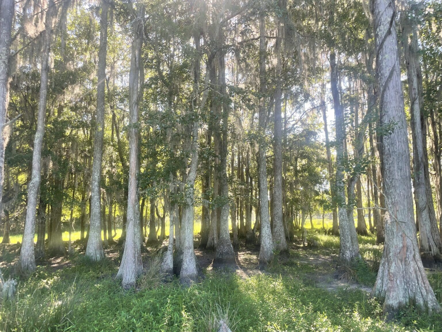 North Florida Land Trust Acquires Nearly 80 Acres of Conservation Land ...