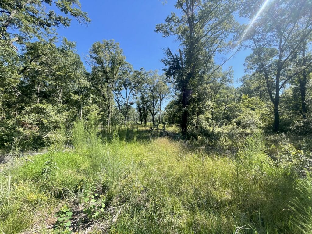 North Florida Land Trust Acquires Nearly 80 Acres of Conservation Land ...