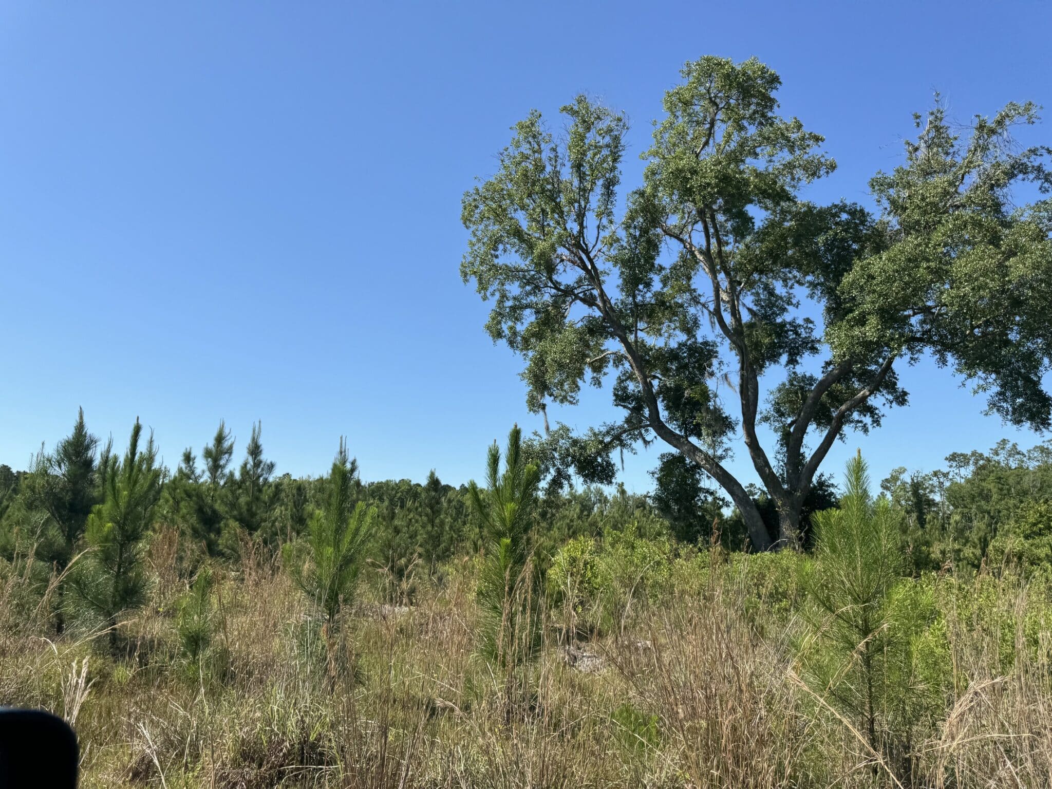 North Florida Land Trust and partners have preserved more than 1,000 ...